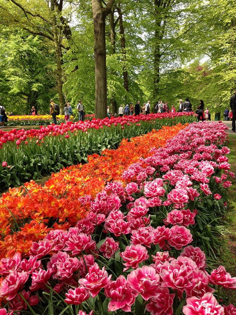 Keukenhof Gardens: 10 Practical Tips for the Tulip Fields » Maps & Bags